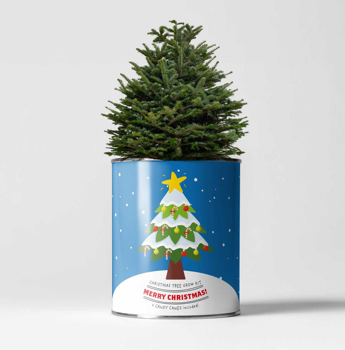 Grow Your Own Christmas Tree Plant Kit Present – Mind Online Store
